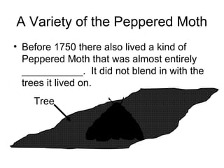 Evolution -the peppered moth presentation student version | PPT