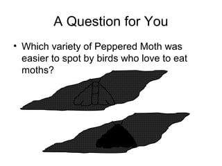 Evolution -the peppered moth presentation student version | PPT