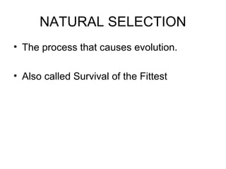 Evolution -the peppered moth presentation teacher version | PPT