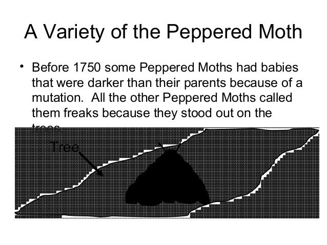 Evolution -the peppered moth presentation teacher version
