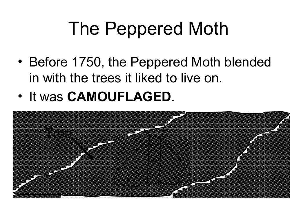 Evolution -the peppered moth presentation teacher version