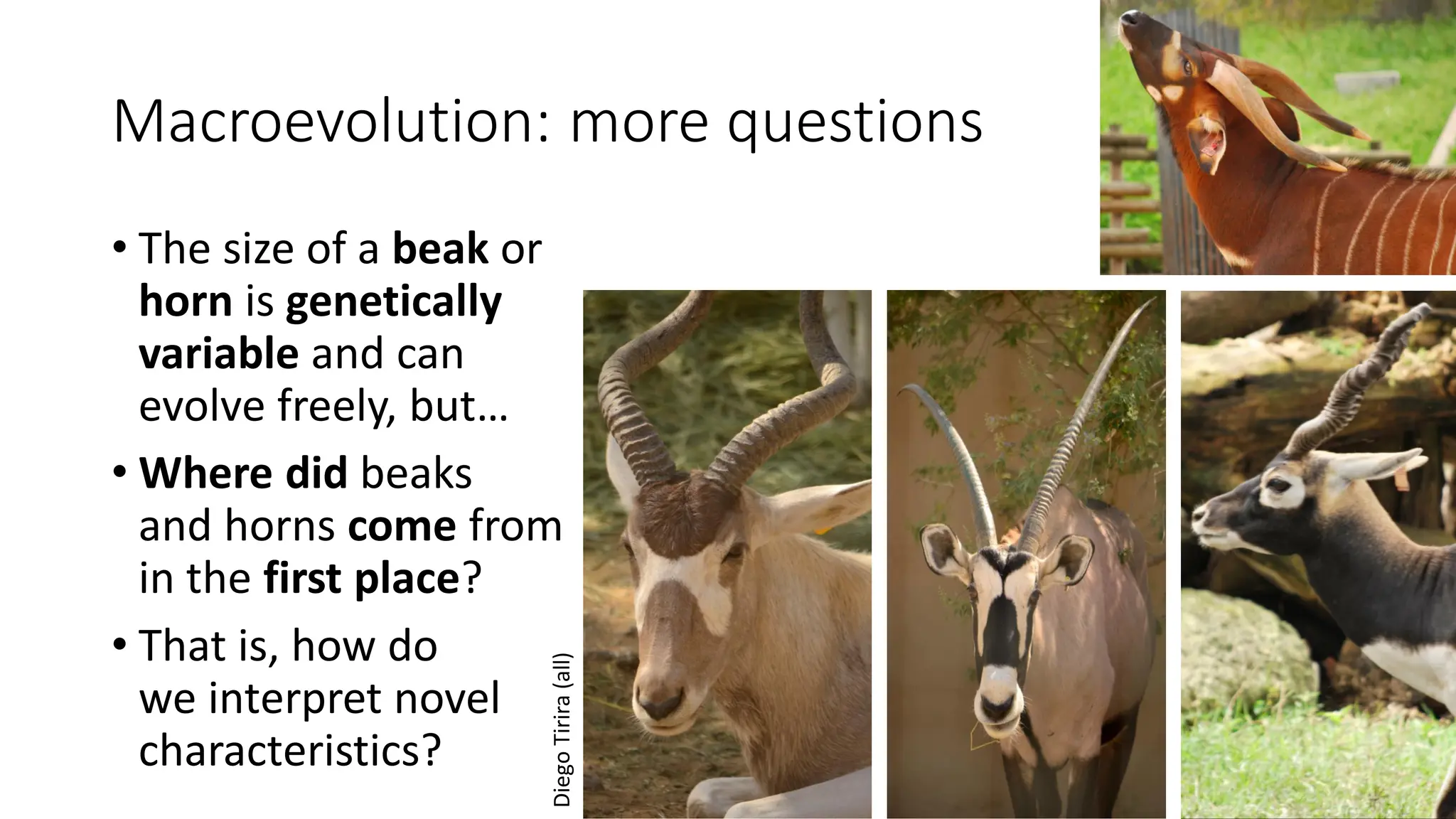 Evolution 16 Macroevolution Diego Tirira.pdf