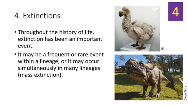 Evolution 16 Macroevolution Diego Tirira.pdf