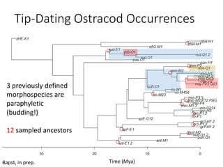 Budding or Anagenesis? Paraphylyand Ancestor-Descendant Relationships ...