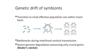 Global repeated replacement of bacterial symbionts by fungal pathogens ...