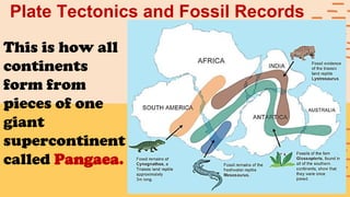 Evolution and Its Evidence - Earth and Life Science - 2nd qtr | PDF