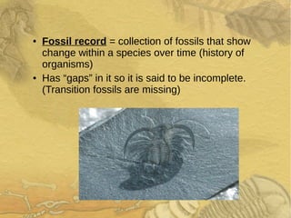 Evolution and adaptation | ODP