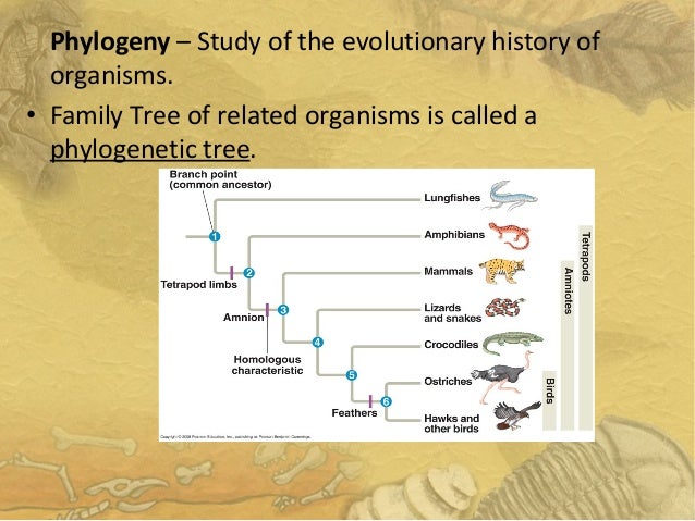 Evolution and adaptation