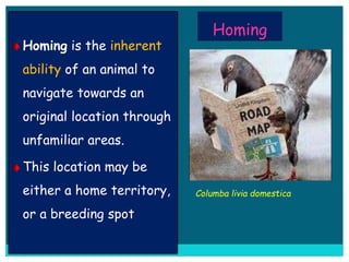 Evolution and animal behaviour | PDF