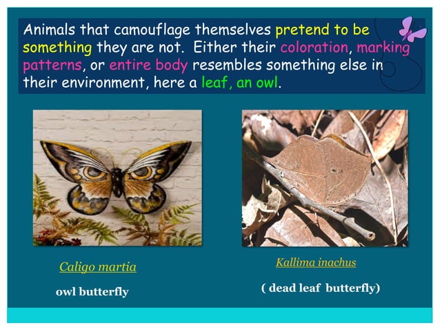 Evolution and animal behaviour | PDF | Reptiles | Pets