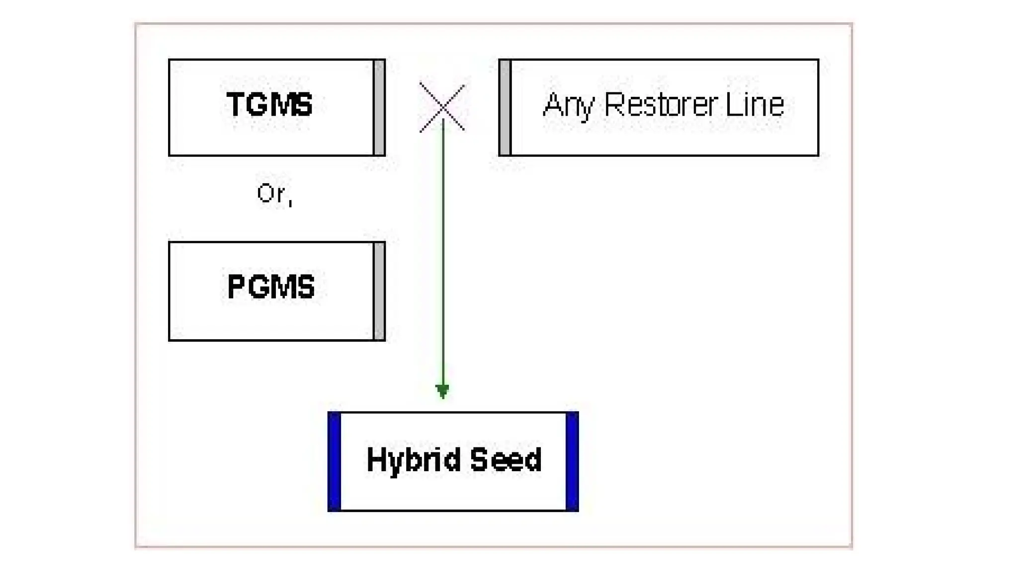 Evolution and breeding in rice crop.pptx