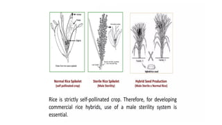 Evolution and breeding in rice crop.pptx | Agriculture | Industries