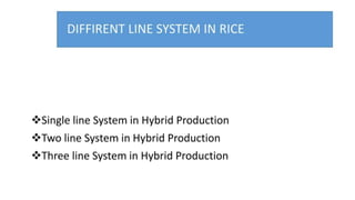 Evolution and breeding in rice crop.pptx | Agriculture | Industries