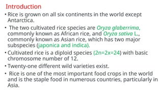Evolution and breeding in rice crop.pptx | Agriculture | Industries