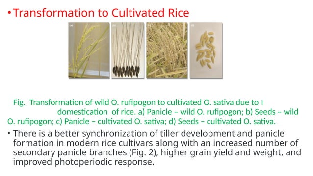 Evolution and breeding in rice crop.pptx | Agriculture | Industries