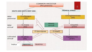 Evolution and breeding in rice crop.pptx