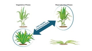 Evolution and breeding in rice crop.pptx | Agriculture | Industries