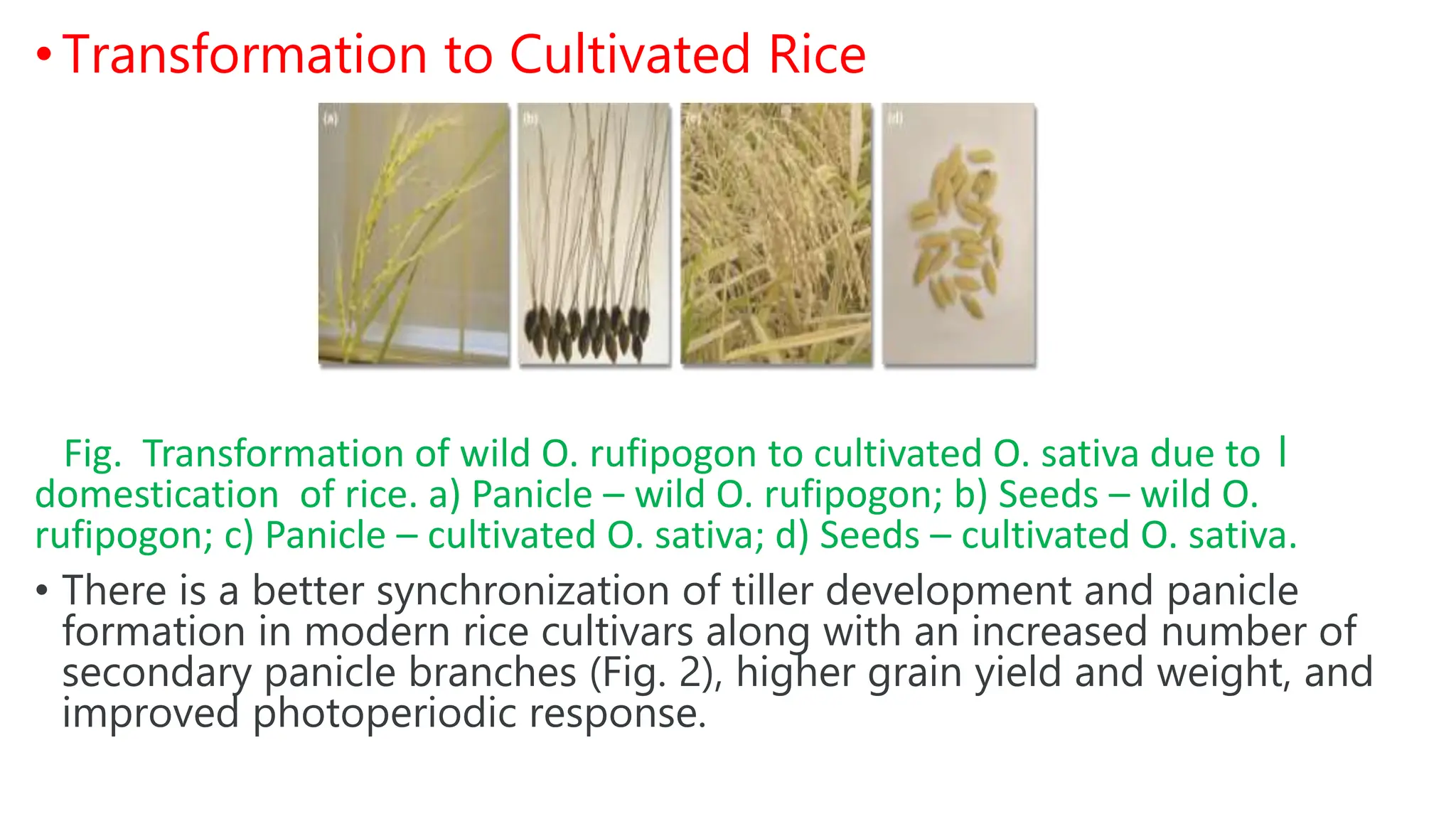 Evolution and breeding in rice (kamlesh).pptx