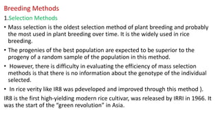 Evolution and breeding in rice (kamlesh).pptx