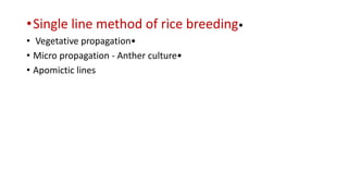 Evolution and breeding in rice (kamlesh).pptx | Free Download