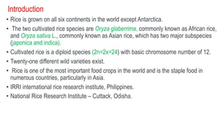 Evolution and breeding in rice (kamlesh).pptx