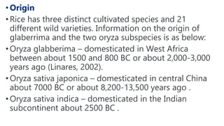 Evolution and breeding in rice (kamlesh).pptx