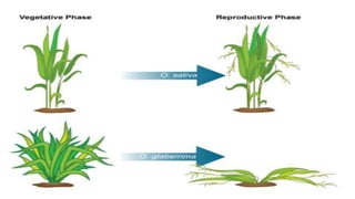Evolution and breeding in rice (kamlesh).pptx