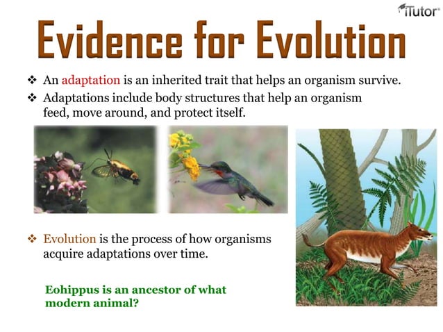 Evolution and Changes | PPTX | Biological Sciences | Science