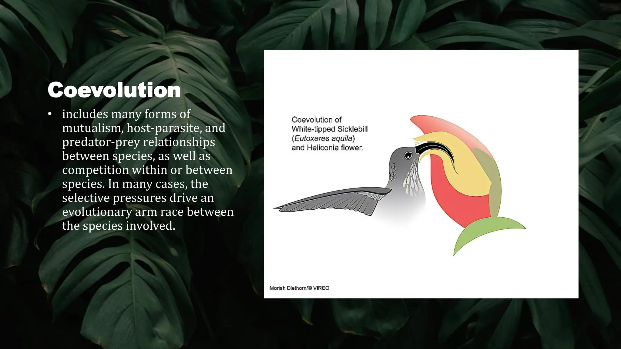 Evolution and Coevolution.pptx | Genetics | Science
