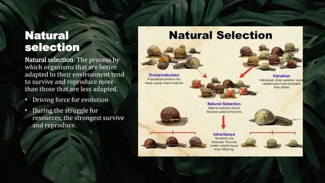Evolution and Coevolution.pptx | Genetics | Science