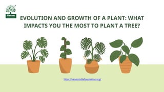Evolution and Growth of a plant What Impacts you the most to plant a ...