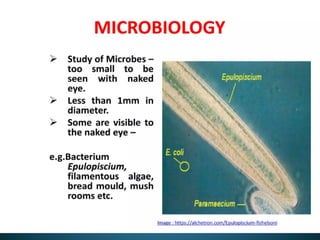 Evolution and History of Microbiology ppt.pptx