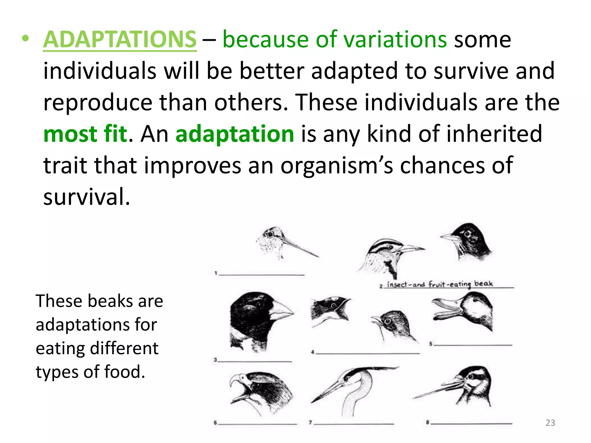 Evolution and human evolution | PPTX