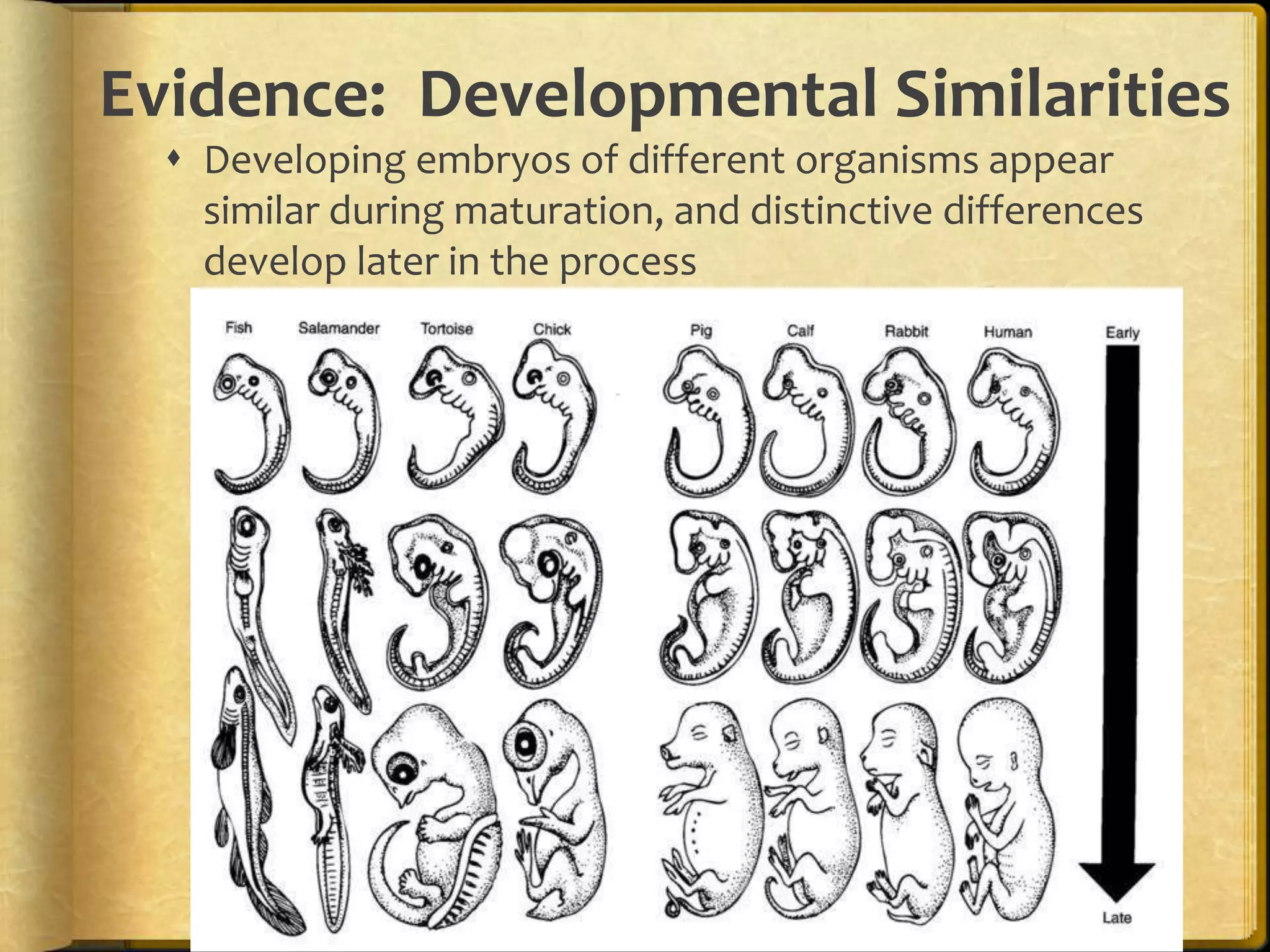 Evolution and natural selection 2015 | PPTX
