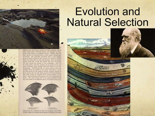 Evolution and natural selection 2015 | PPT