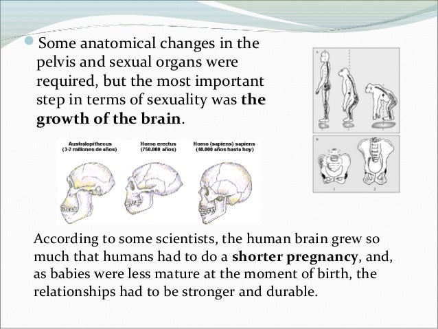 Evolution And Sex