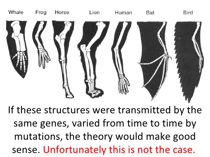 Evolution and the 98% Chimpanzee