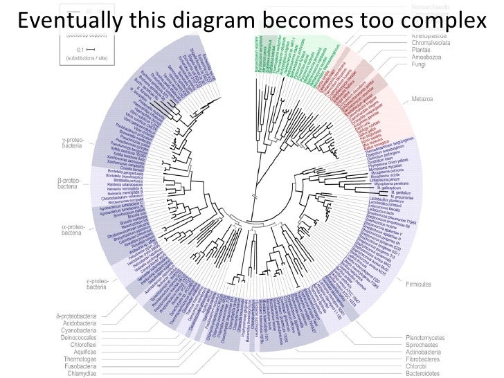 Evolution and the 98% Chimpanzee