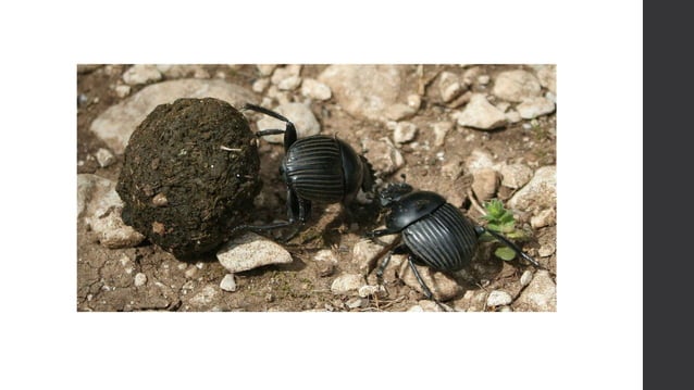 Evolutionary architecture guiding principles | PPT