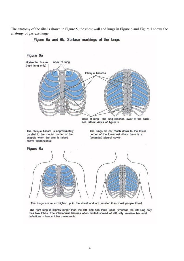 Evolutionary development and anatomy of the lungs | PDF