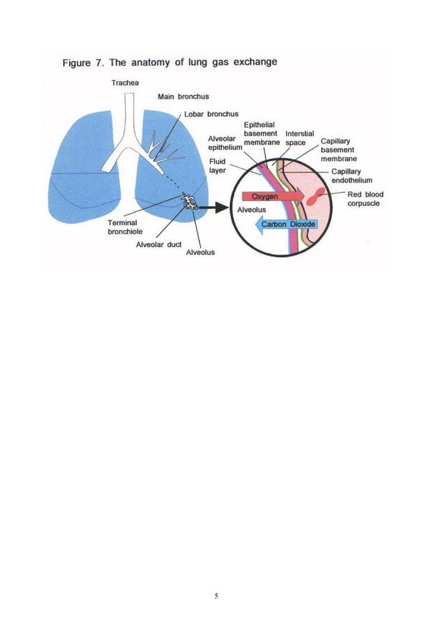 Evolutionary development and anatomy of the lungs | PDF