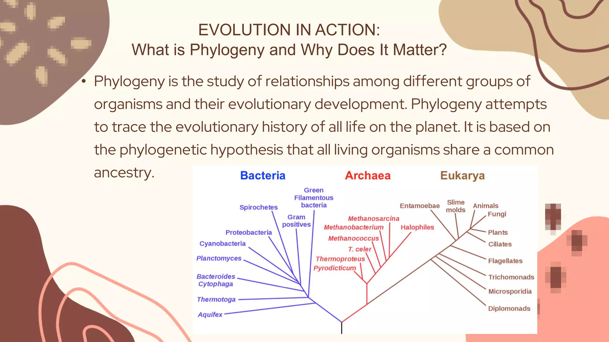 Evolutionary-Relationships-of-Organism-2.pptx