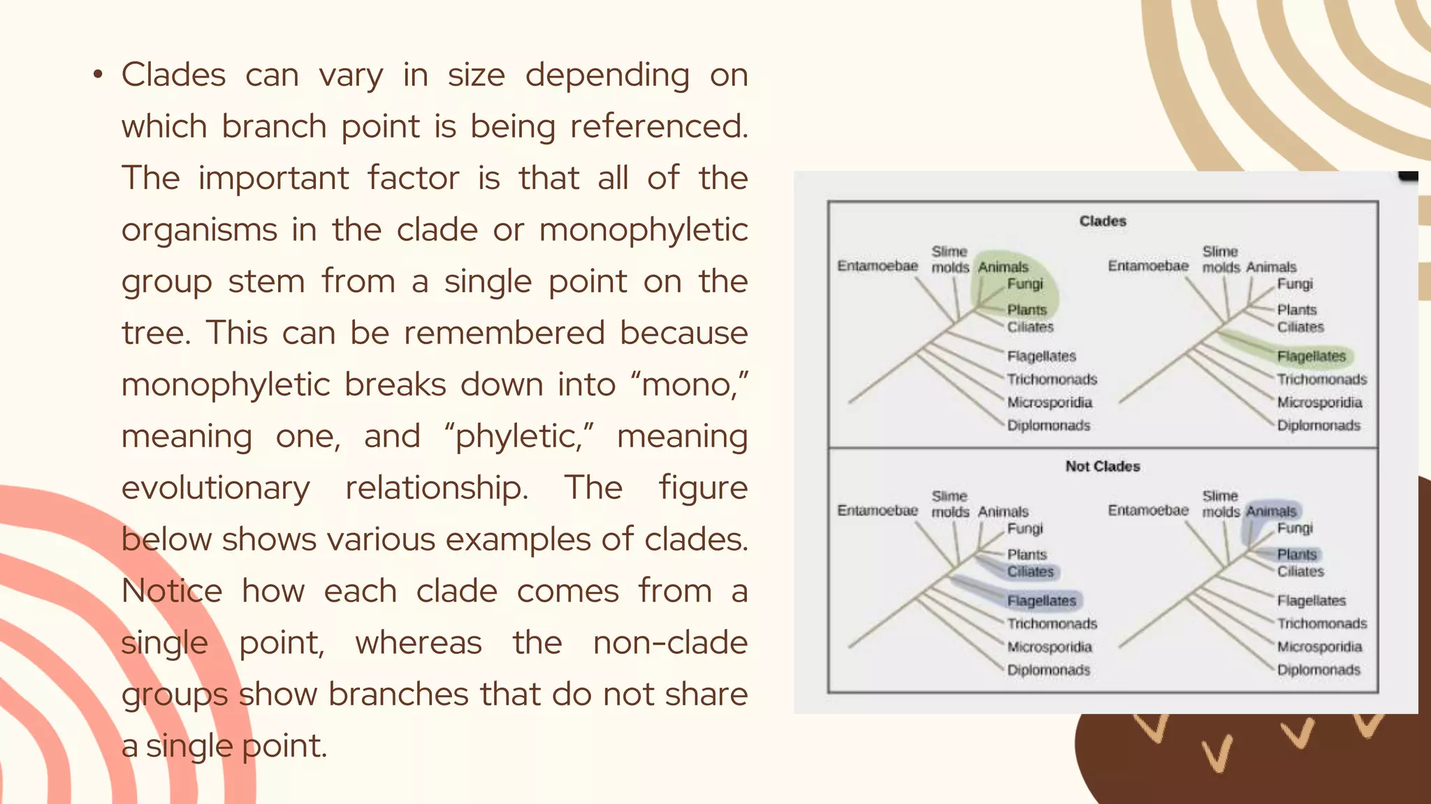 Evolutionary-Relationships-of-Organism-2.pptx