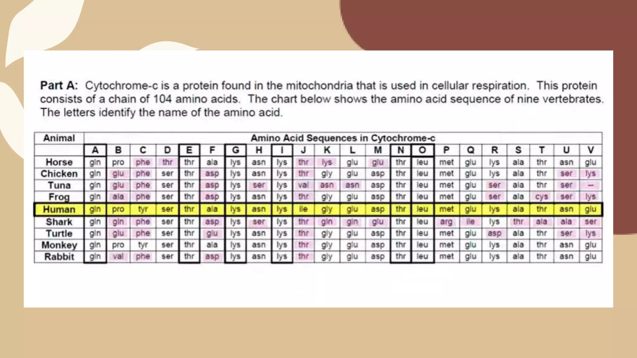 Evolutionary-Relationships-of-Organism-2.pptx