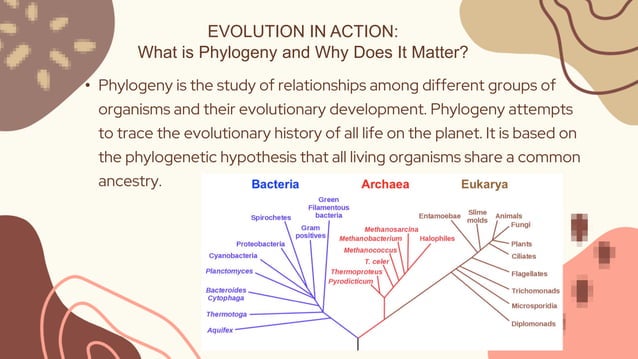 Evolutionary-Relationships-of-Organism-2.pptx