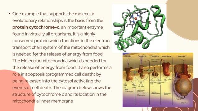 Evolutionary-Relationships-of-Organism-2.pptx
