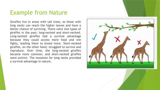 EVOLUTIONARY ALGORITHMS in architecture design | PPT