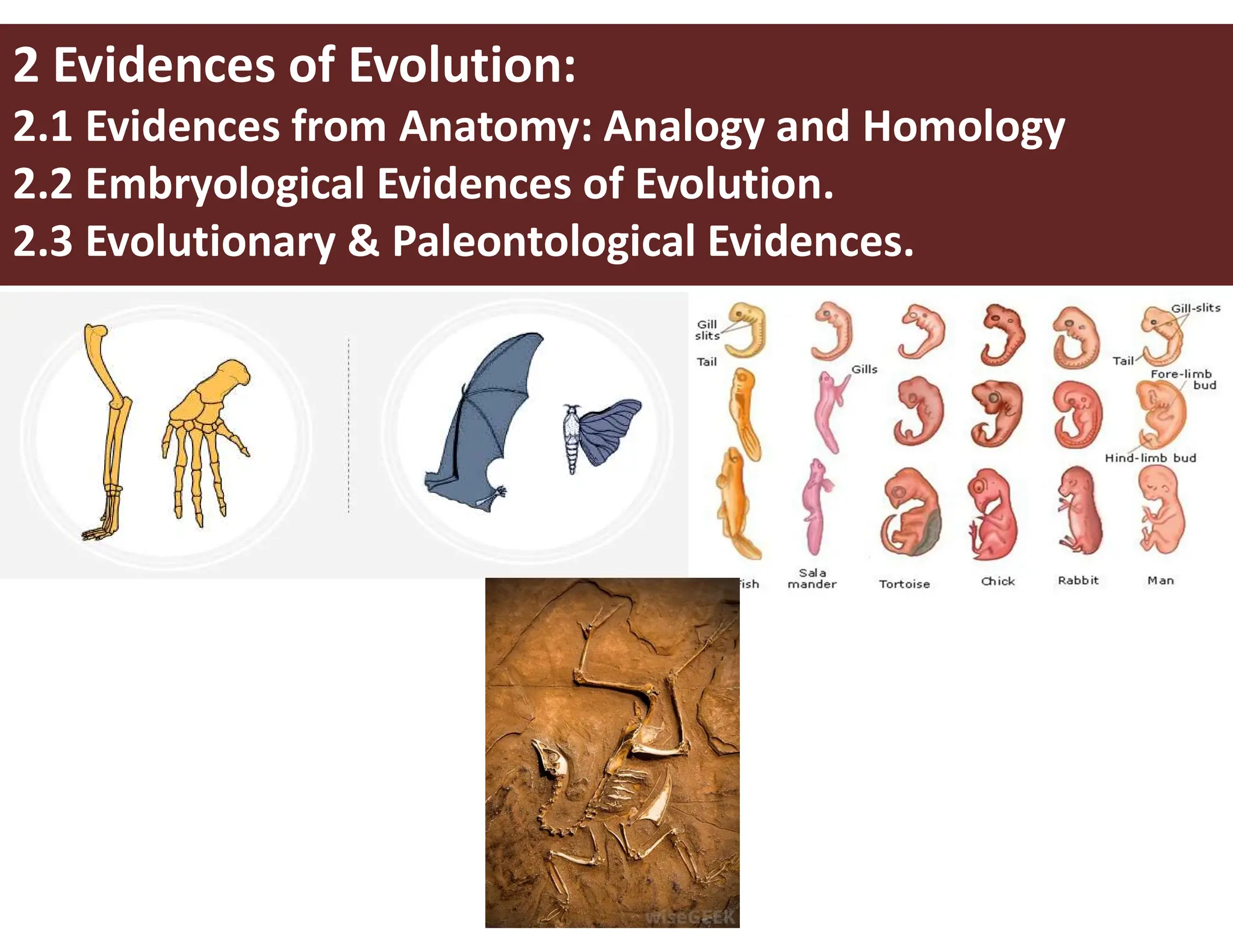 Evolutionary Biology: Based on CBCS (2019 Credit Pattern); Savitribai Phule Pune University ...