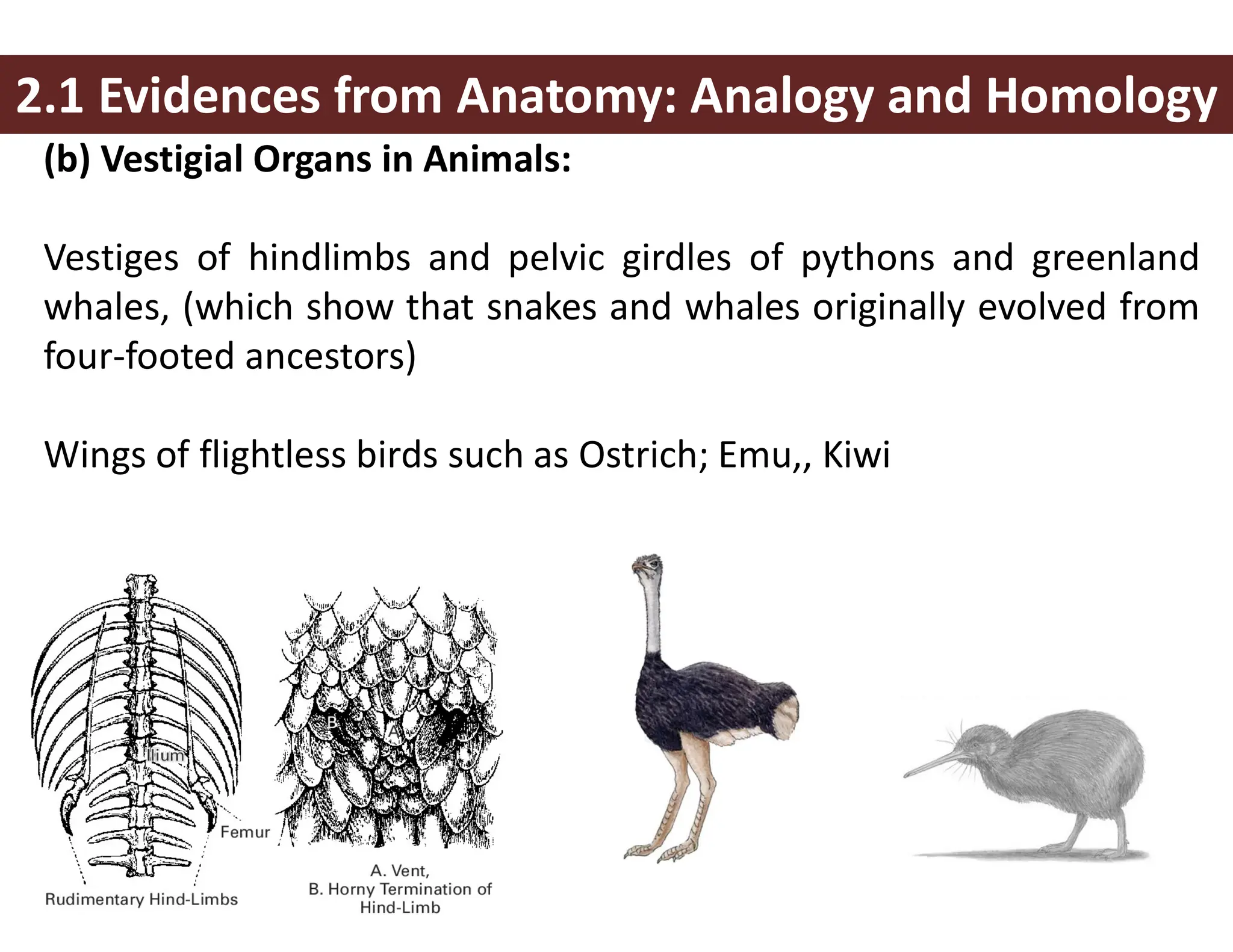 Evolutionary Biology: Based on CBCS (2019 Credit Pattern); Savitribai ...