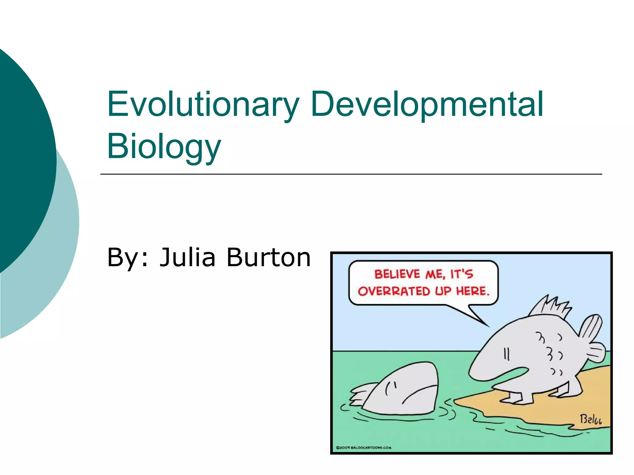 Evolutionary developmental biology | PPT